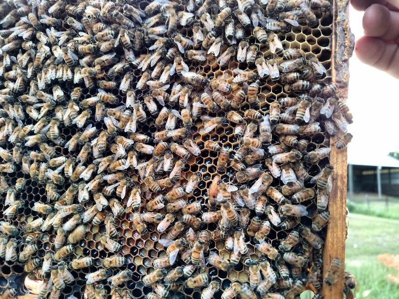 How fragile are queen cells? | Beesource Beekeeping Forums