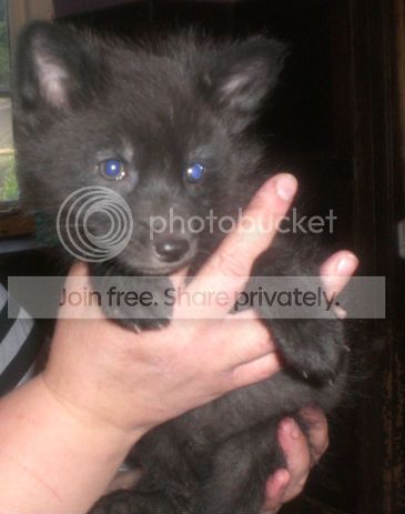Eastern - silver fox cub | Reptile Forums