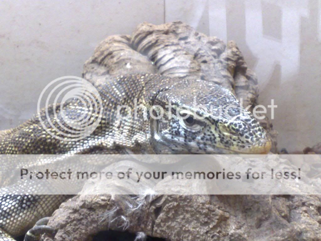 Tegu and Monitor pics, whether LARGE or small | Page 7 | Reptile Forums