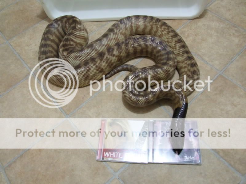 1.1 Adult Black Headed Pythons 04s' | Reptile Forums