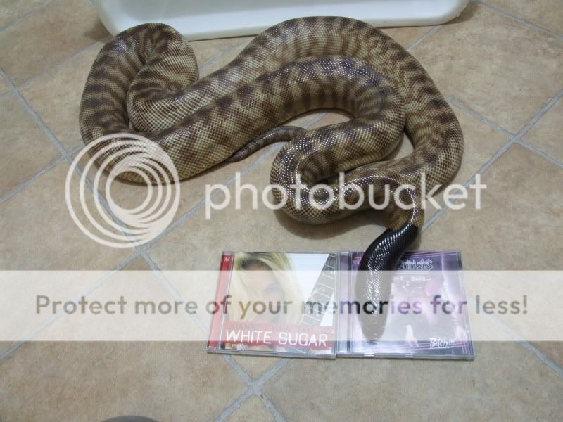 1.1 Adult Black Headed Pythons 04s' | Reptile Forums
