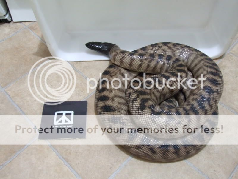 1.1 Adult Black Headed Pythons 04s' | Reptile Forums