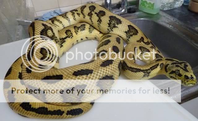 Irian Jaya x Jaguar Carpet Python | Reptile Forums