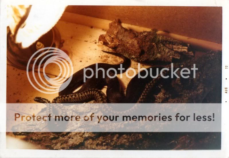 FTAO Thrasops...Melanistic Vipera berus, a Black Adder | Reptile Forums