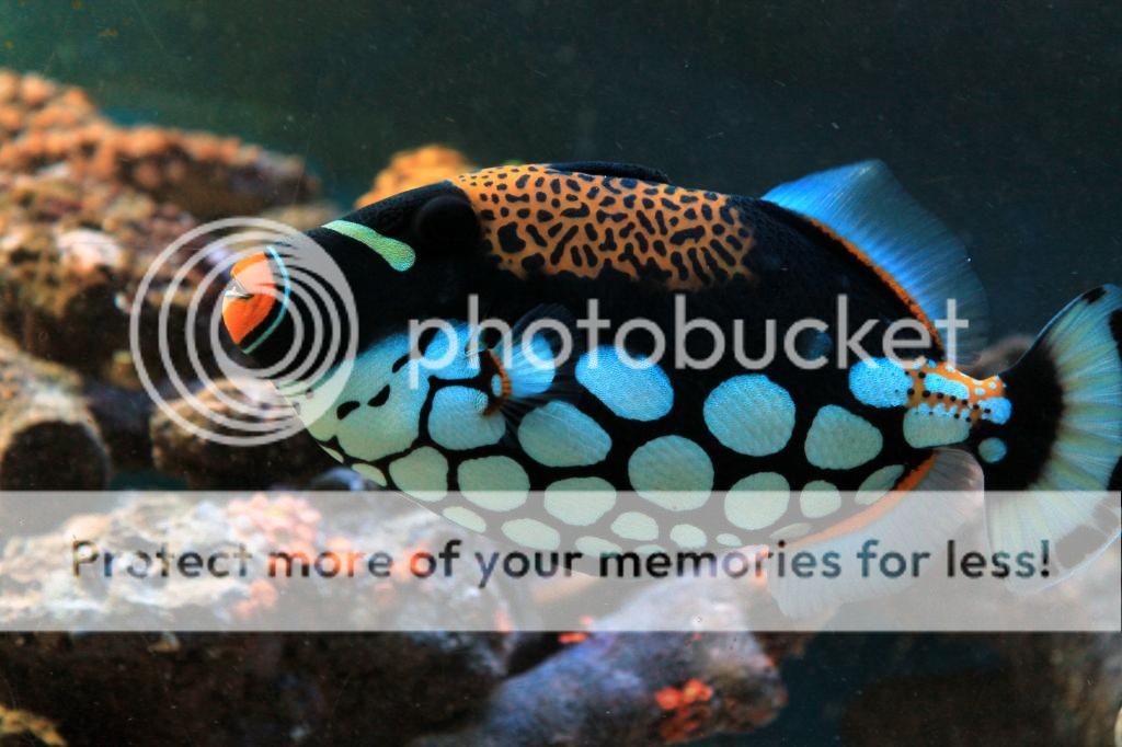 my clown trigger | Reef2Reef